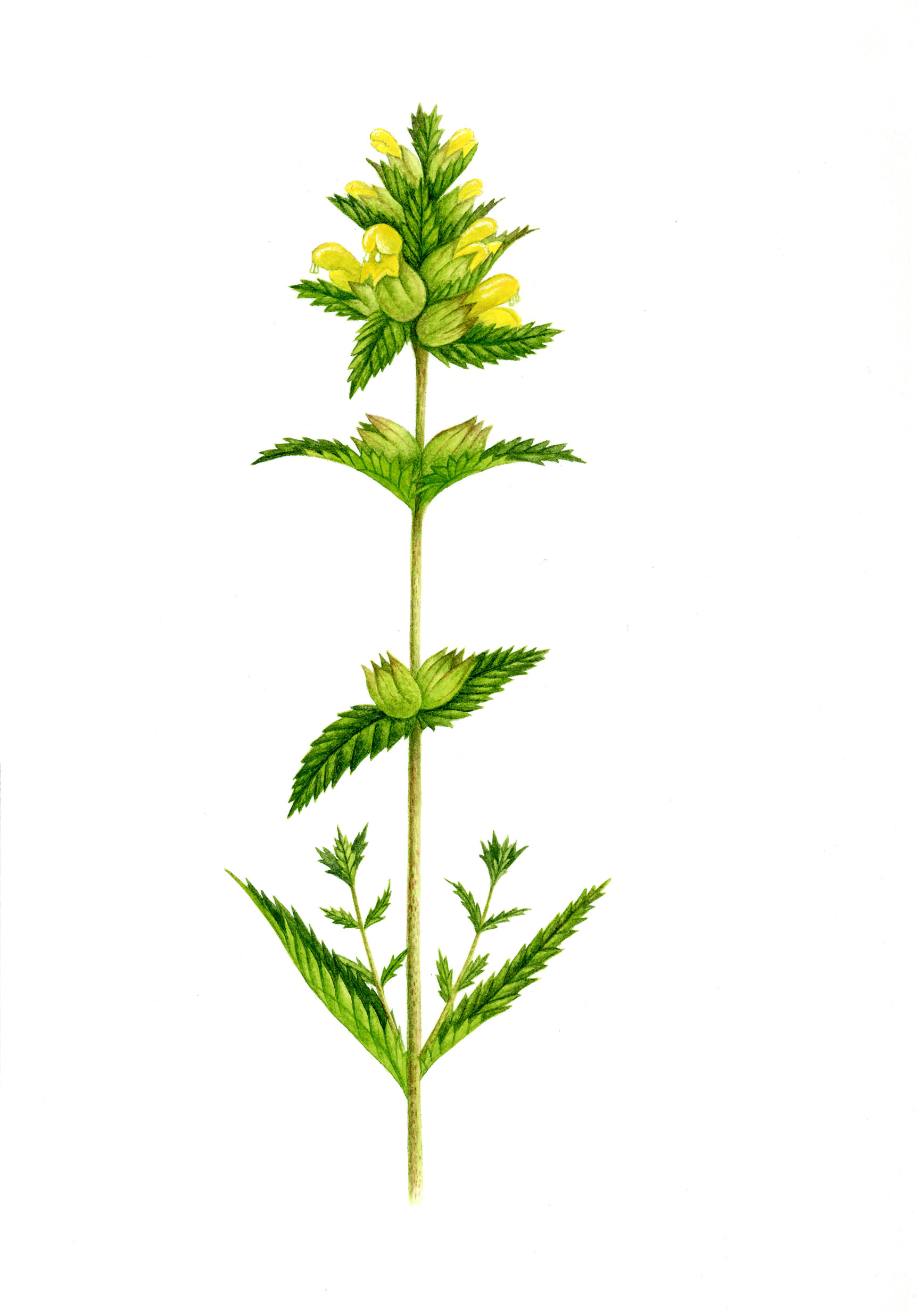 Yellow Rattle - National Botanic Garden of Wales