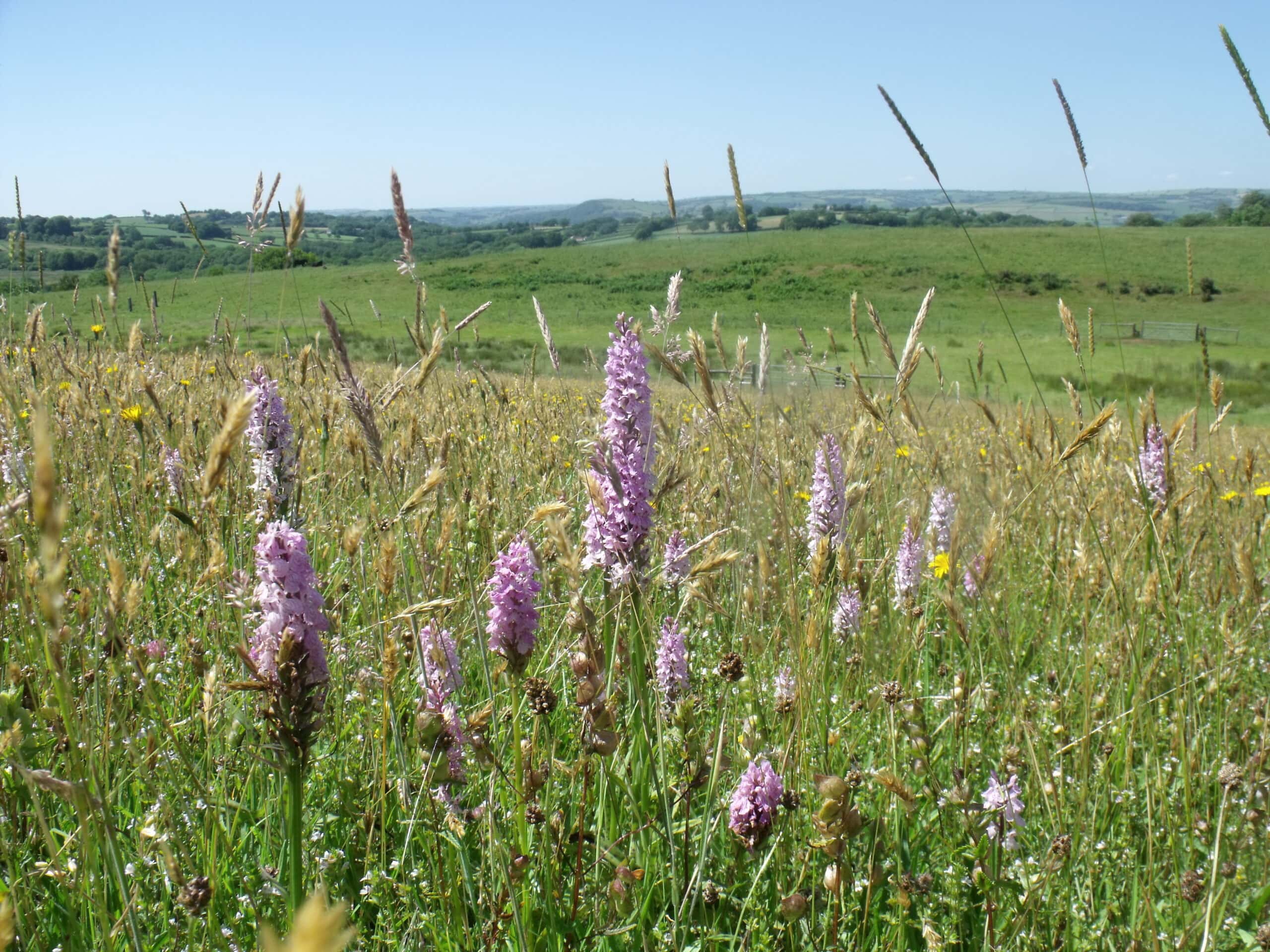 Hadau Dôl Ar Werth - National Botanic Garden of Wales