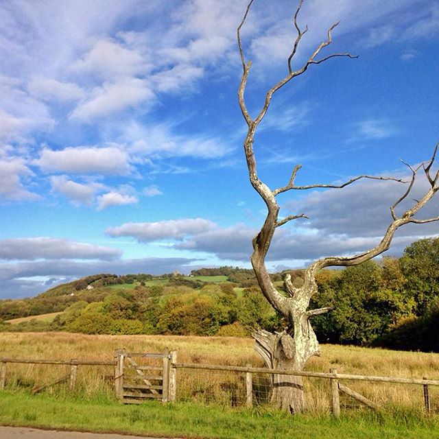 Fabulous hedgerows on a Welsh country walk - National Botanic Garden of ...