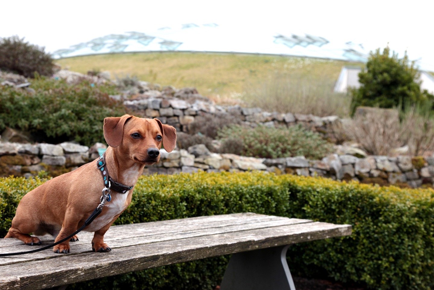 Rheolau Diwrnodau i Chi a'r Ci - National Botanic Garden of Wales