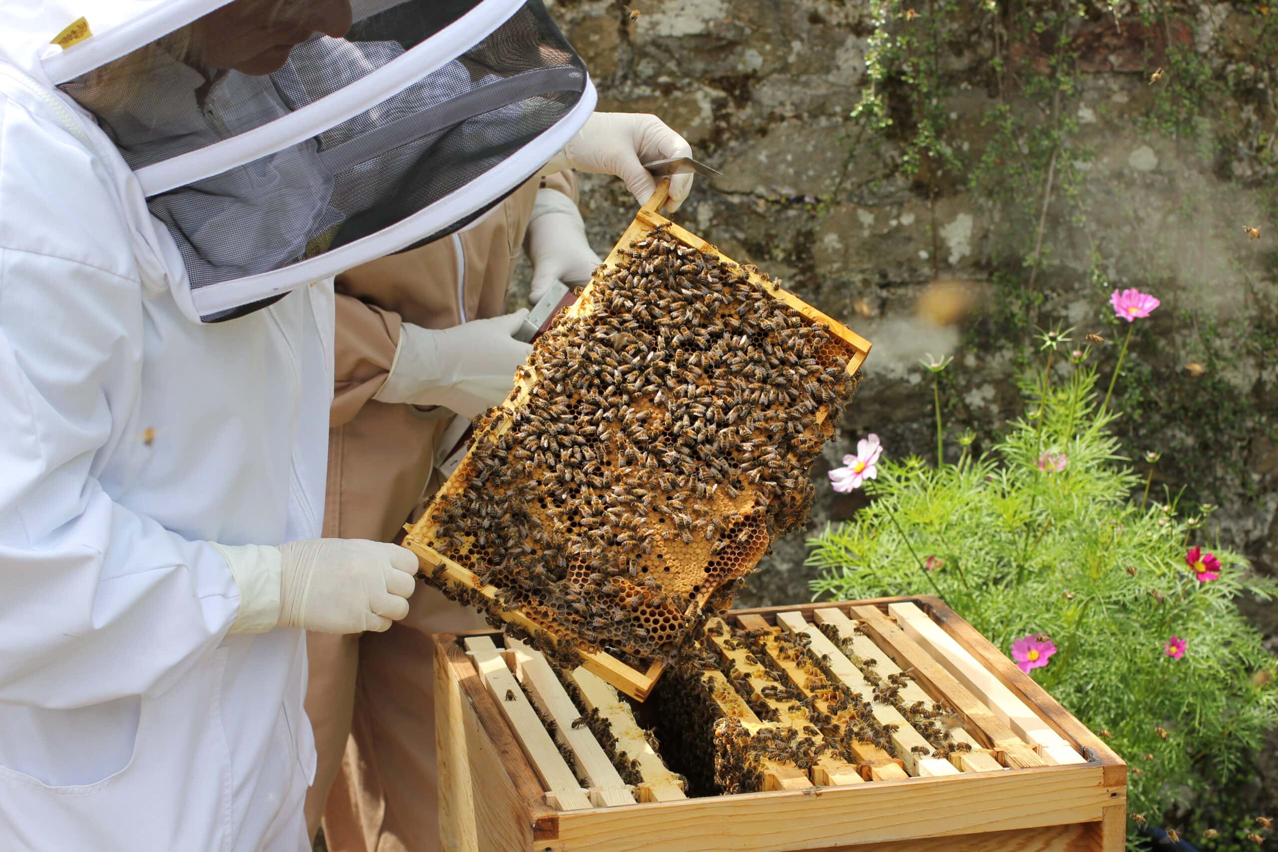 From eight to (nearly) eight hundred: an update on honey sampling from ...