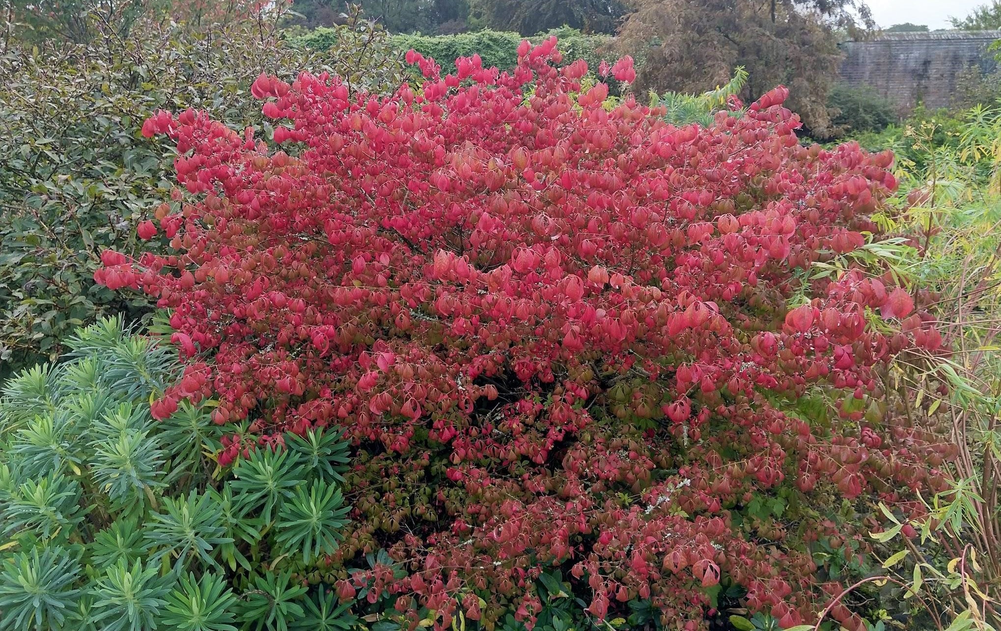 Plant Focus: Euonymus alatus 'Compactus' - National Botanic Garden of Wales