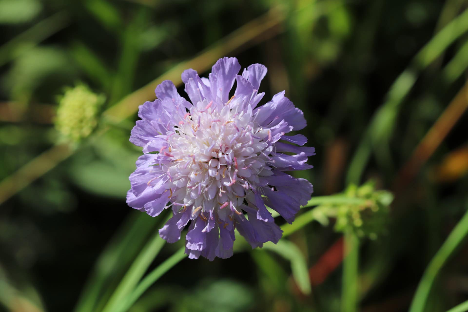 Guide to July's Wildflowers - National Botanic Garden of Wales