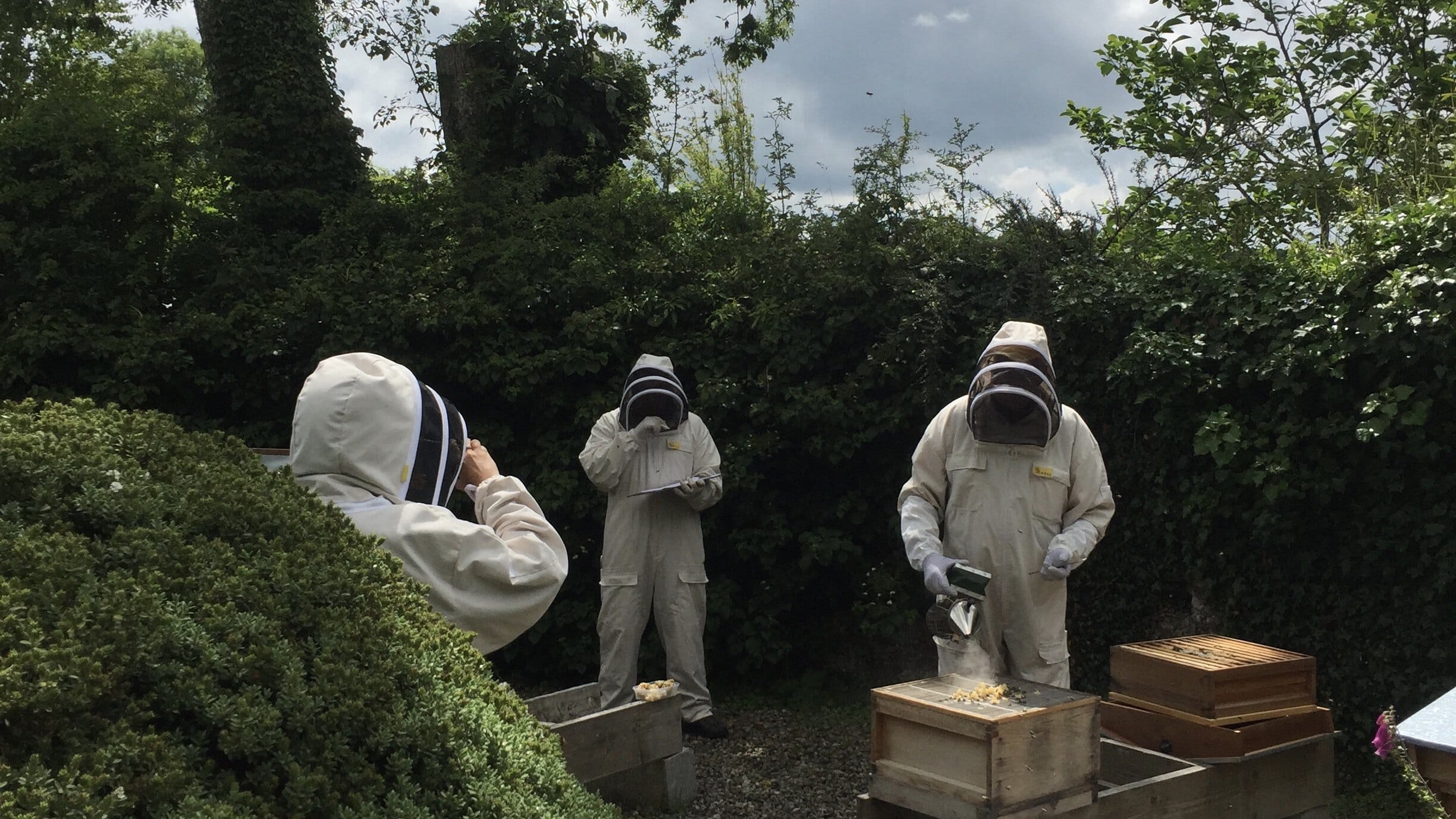 In the bee garden this week - National Botanic Garden of Wales