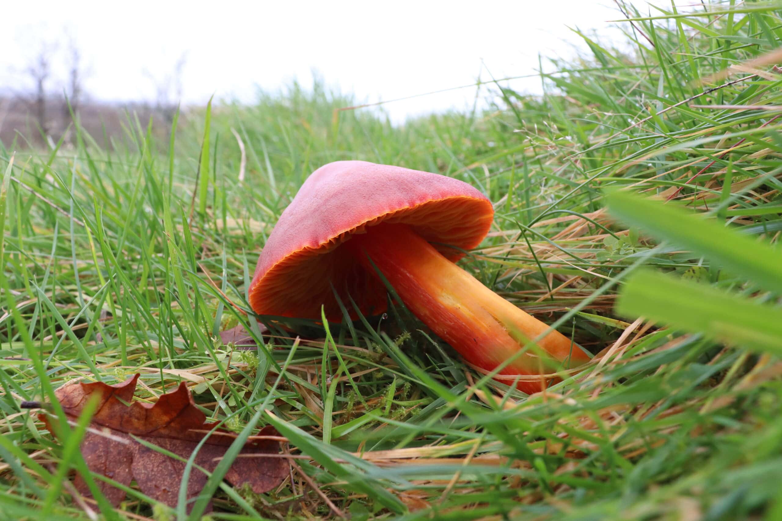 Rhyfeddod y Capiau Cwyr: Archwilio Ffyngau Waun Las - National Botanic ...
