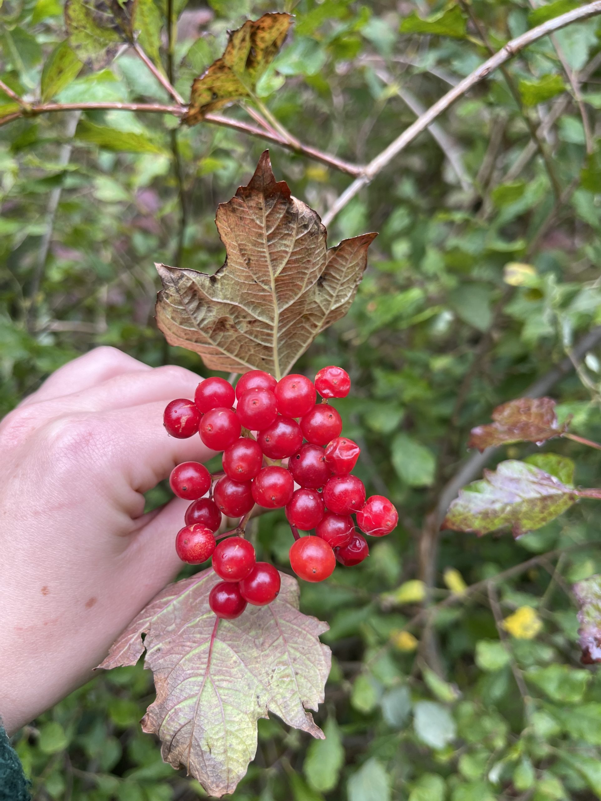O'r Cae i'r Rhewgell: Blwyddyn yn Bancio Hadau - National Botanic ...